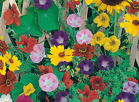 Flower seed mixtures › FSH Flecke-Saaten-Handel