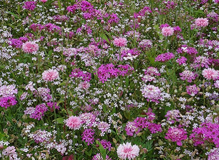 Flower seed mixtures › FSH Flecke-Saaten-Handel