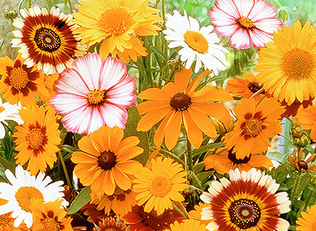 Flower seed mixtures › FSH Flecke-Saaten-Handel