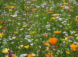 Flower seed mixtures › FSH Flecke-Saaten-Handel