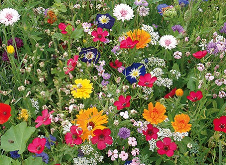 Flower seed mixtures › FSH Flecke-Saaten-Handel