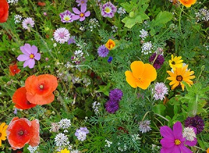 Flower seed mixtures › FSH Flecke-Saaten-Handel