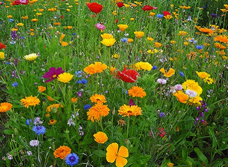 Flower seed mixtures › FSH Flecke-Saaten-Handel